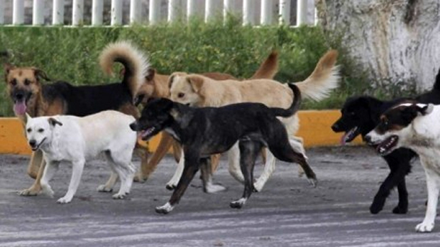 Jauría de perros dejó lesiones profundas a hombre en Sucre | Erbol ...