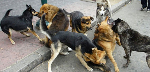 Confirman cinco casos de rabia canina en un mes | Erbol Digital Archivo